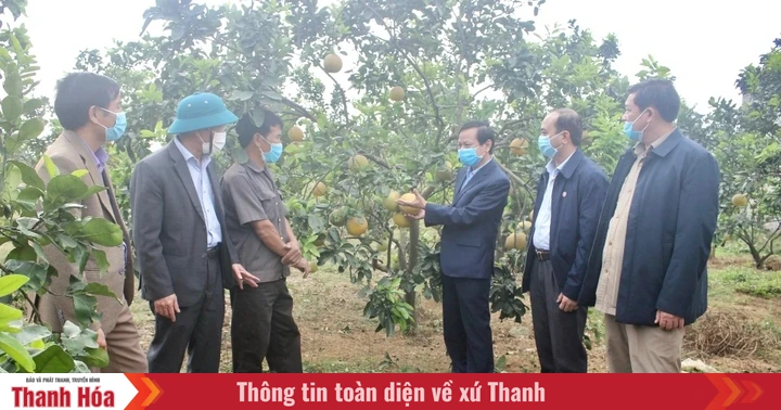 Lão nông “tìm vàng trong đất”