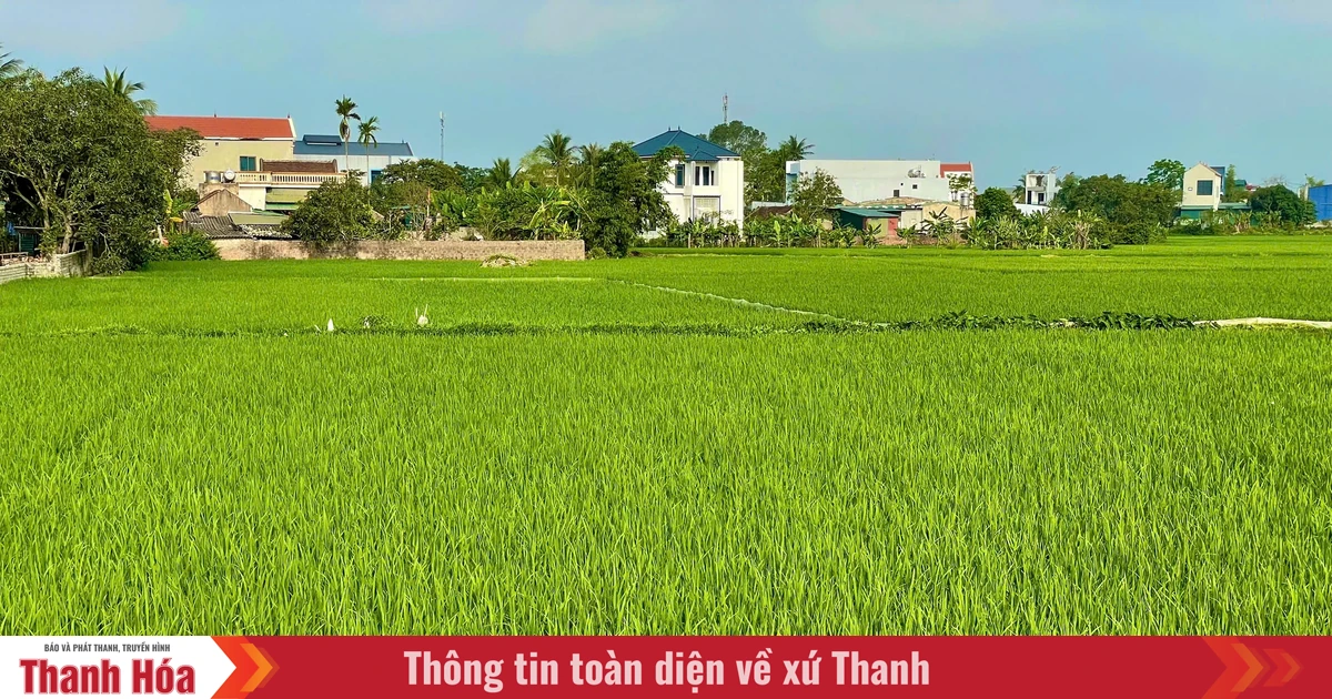 Lúa đương thì con gái - khoảng xanh giữa nhịp đô thị hóa